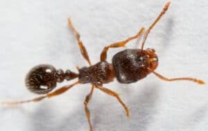 Pavement Ants – Identification, Behavior, Dangers and Control Methods ...