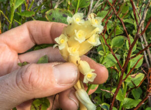 10 Non Green Plants Names & Their Importance | Mind Setters