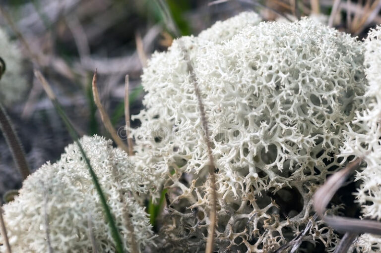 10 Non Green Plants Names & Their Importance | Mind Setters