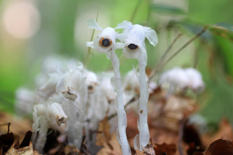 10 Non Green Plants Names & Their Importance | Mind Setters